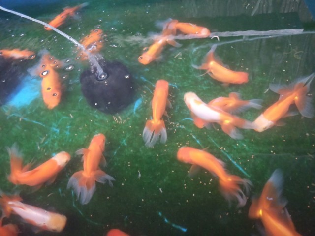 善通寺・仲多度 お宝ディスカバリー|お宝ファイルNO.148 白川金魚|AuDee（オーディー） | 音声コンテンツプラットフォーム