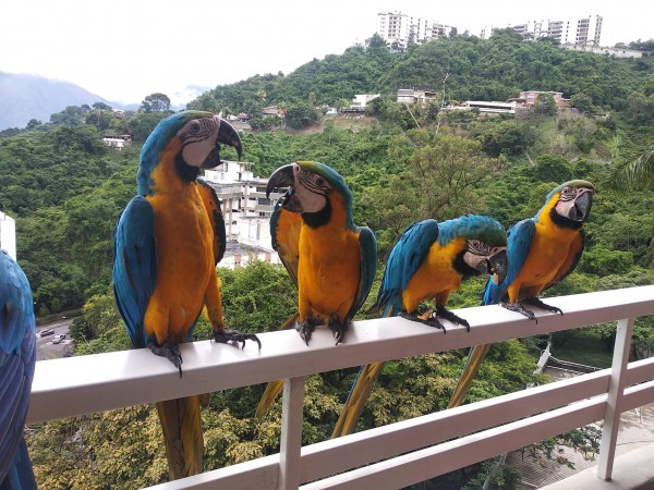 コスモ アースコンシャス アクト 未来へのタカラモノ|8月30(火) カラカス「Guacamaya」|AuDee（オーディー） | 音声コンテンツプラットフォーム