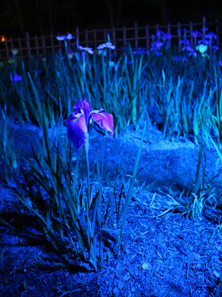 東讃RADIO CLOVER|Vol.11 さぬき市のお花情報！|AuDee（オーディー） | 音声コンテンツプラットフォーム