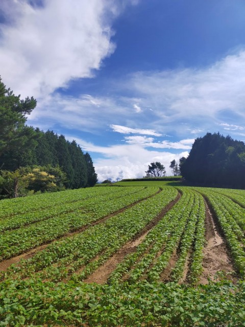 善通寺・仲多度 お宝ディスカバリー|お宝ファイルNO.48 島が峰と島が峰の原風景を守る会|AuDee（オーディー） | 音声コンテンツプラットフォーム