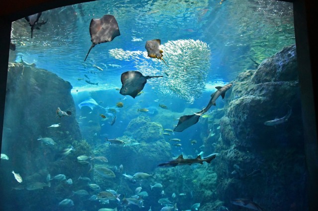 OCEAN BLINDNESS 〜私たちは海を知らない？〜|楽しい！癒される！一方でモヤモヤ・・・。そんな水族館のモヤモヤを解消！|AuDee（オーディー） | 音声コンテンツプラットフォーム